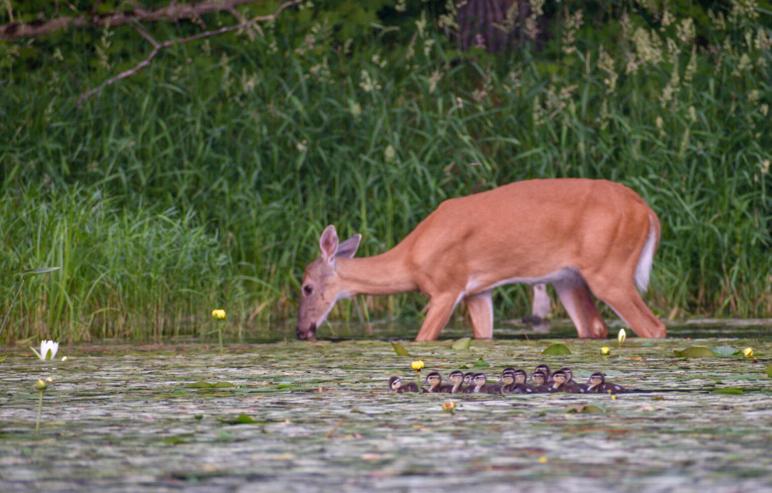 Wisconsin Vacation Destination - Burnett County, Wisconsin
